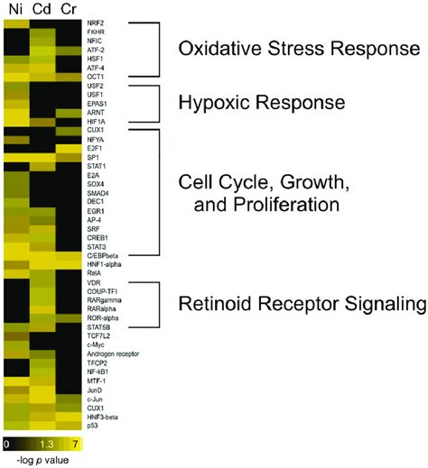 Transcription Factor Enrichment Analysis Enrichment Analysis Conducted