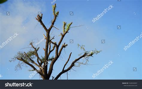 Nude Tree Acacia Babool Acacia Tree Stock Photo 1928530997 Shutterstock