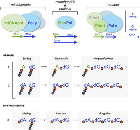 A Primasepolymerase Associations For Dna Replication Different