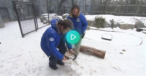 How To Summon A Polar Bear  On Imgur