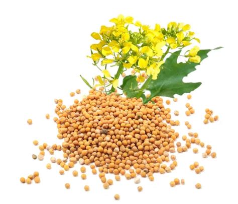 Yellow Mustard Oil Peeli Sarson Ka Tail 120ml Darazpk