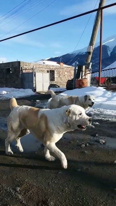 თათია თოლია Youtube