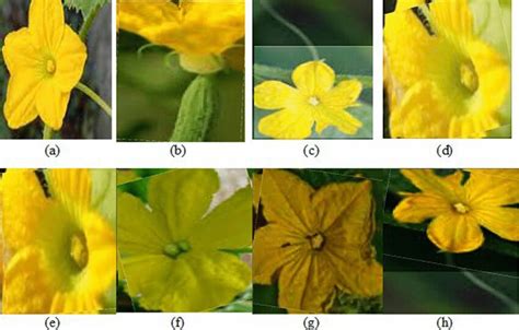 Image Data Enhancement Methods Include A Original Image B Crop Download Scientific Image Data Enhancement Methods Include A Original Image B Crop Download Scientific