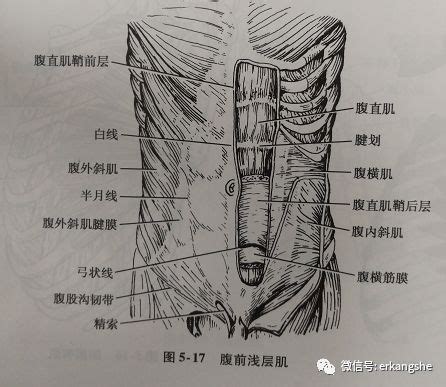 多裂肌竖脊肌的位置图 多裂肌的位置图 竖脊肌的位置 大山谷图库