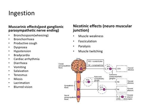 Organophosphate Alchetron The Free Social Encyclopedia