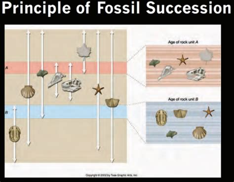Principle Of Faunal Succession