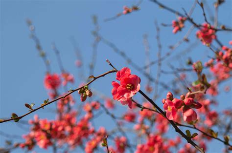 Flowering Quince Plant Care And Growing Guide