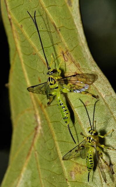 Female Yellow Banded Ichneumon Wasps Xanthopimpla Sp Pimplinae Ichneumonidae Wasp