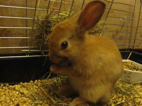 Пушистое счастье) — DRIVE2