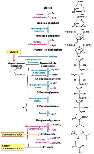 Biochem Lecture 17 Flashcards Quizlet