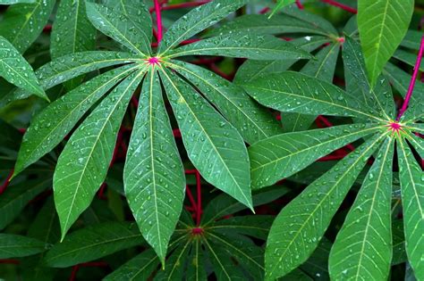 7 Tantalizing Tapioca Health Benefits And Nutritional Value The Planttube