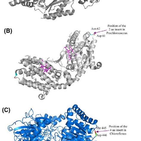 Partial Sequence Alignment For Magnesium Chelatase Subunit H Showing