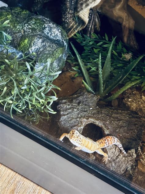 Local Degenerate Ready To Come Out And Cause Chaos 😈😂 Rleopardgeckos