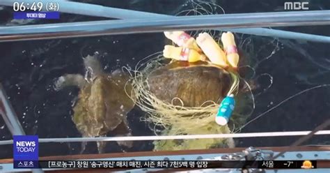 투데이 영상 플라스틱 그물에 걸린 바다 거북이들