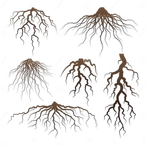 Various Brown Tree Or Shrub Roots Parts Of Plant Root System With