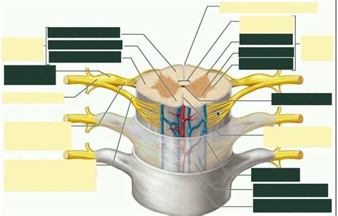 Spinal Cord Spinal Nerves Diagram Quizlet Spinal Cord Spinal Nerves Diagram Quizlet