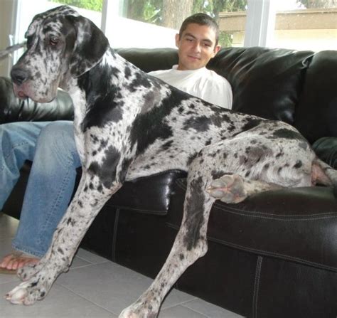 Great Dane Sitting Like A Boss Imgur