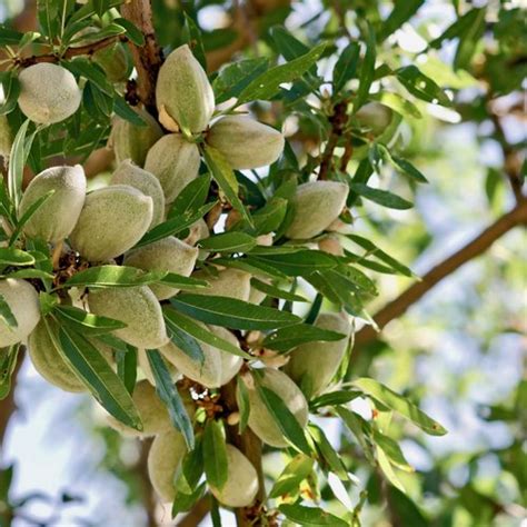 Steps To Success With Tree Crop Nutrition