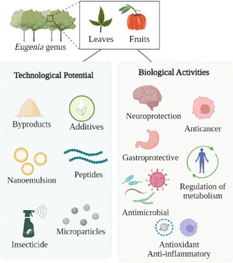 Illustration Of The Biological And Technological Potential Of The Download Scientific Diagram