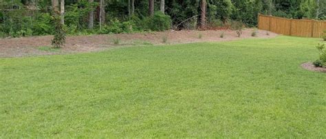 Centipede Grass The Low Maintenance Turf For Your Lawn