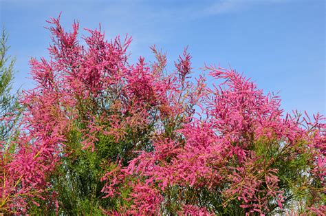 What Is Salt Cedar At Katherine Shelton Blog