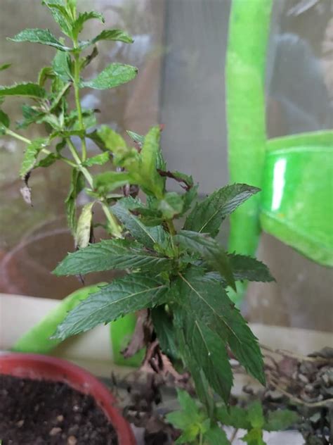 Екологичното възпитание в предучилищна възраст е своеобразен организиран процес на педагогическо