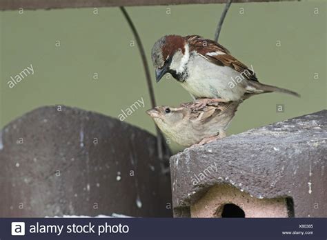 House Sparrow Mating High Resolution Stock Photography And Images Alamy