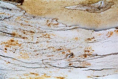 Crema Con Los Puntos Marrones Pelando Textura De La Corteza De árbol