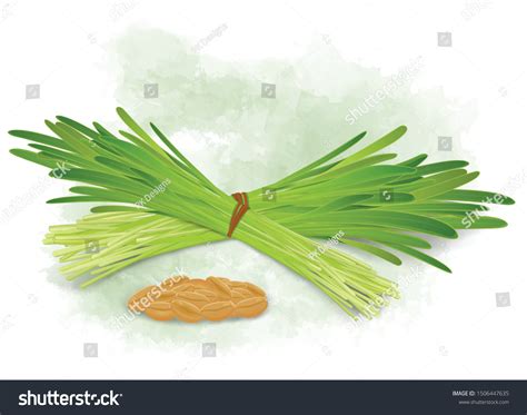 Wheatgrass Sprouted Leaves Vector Illustration Wheat Stock Vector