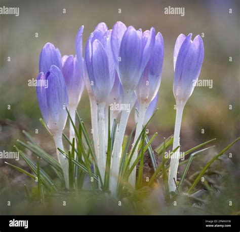 A Batch Of Sunlit Purple Crocus Sprouting From The Dead Winter Ground