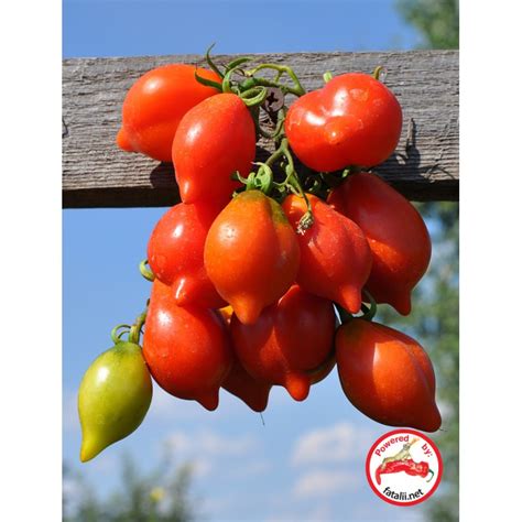Tomato Mt Vesuvius Fatalii Seeds