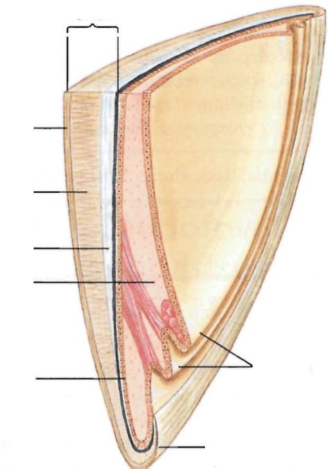 Vertical Bivalve Section Diagram Quizlet