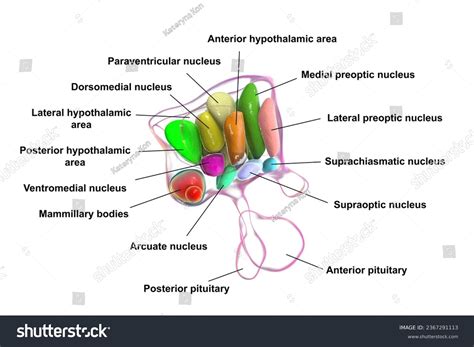 Detailed 3d Illustration Hypothalamic Nuclei Showcasing Stock