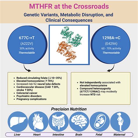 Mthfr At The Crossroads Genetic Variants Metabolic Disruption And