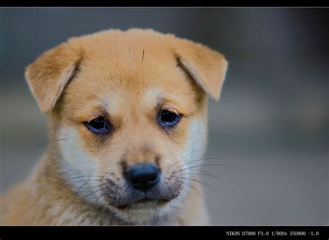 【狗狗写真摄影图片】生态摄影 太平洋电脑网摄影部落