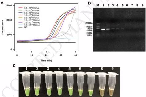 Sensitivity Of Rt Lamp Detection For Bav A Fluorescence For The