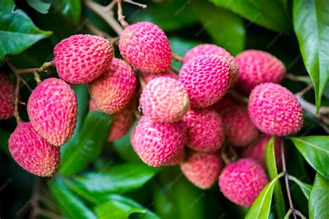 Premium Photo Brunch Of Fresh Lychee Fruits Hanging On Green Tree
