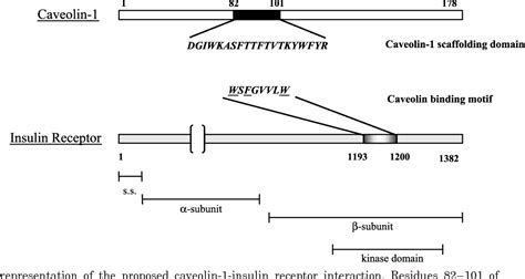 Figure 1 From Role Of Caveolin And Caveolae In Insulin Signaling And