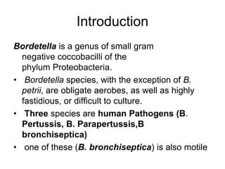 Bordetella And Brucellappt