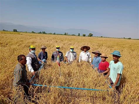 ကလေးမြို့နယ် အရှေ့စည်းကျေးရွာတွင် ကိုဗစ် ၁၉ စီးပွားရေးကုစားမှု Cerp