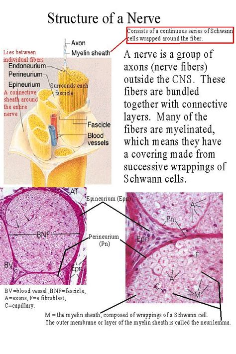 Biol 237 Class Notes The Spinal Cord And Spinal Nerves Medical