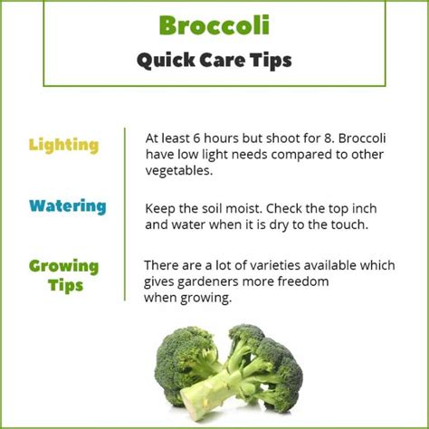 Growing Broccoli Indoors How To Get Started The Indoor Gardens