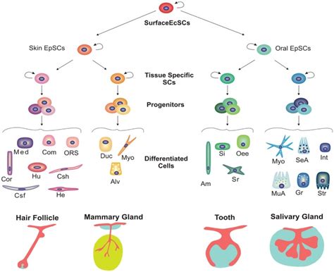 Hierarchical Model For Stem Cell Commitment During Development Of