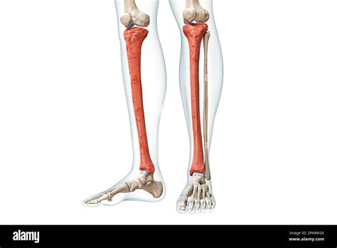 Tibia Calf Bone At Jackson Ribush Blog