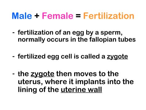 Reproductive System Pdf