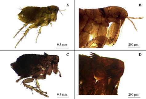 Male Of Nosopsyllus Fasciatus A And B And Of Spilopsyllus Cuniculi C