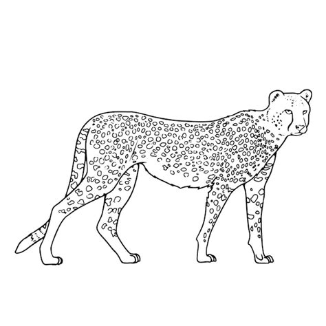 Cheetah Outline Illustration Book Vectors And Illustrations For Free