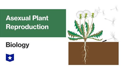 Asexual Reproduction In Plants Fragmentation