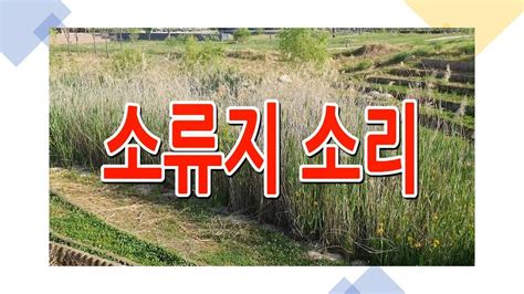 힐링 도시공원 소류지에서 자연의 새소리로 힐링하기asmr Youtube