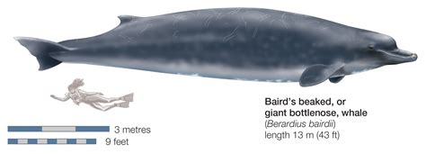 Whale Breeds